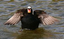 Makou - Bladsye [2] - Wêreld ensiklopediese kennis