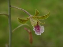 Orgideë - Bladsye [3] - Wêreld ensiklopediese kennis