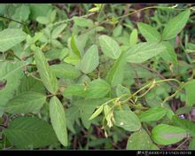 Soja - Bladsye [4] - Wêreld ensiklopediese kennis