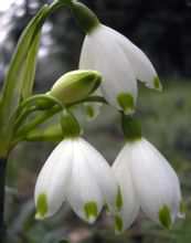 Sneeu klok blomme - Bladsye [1] - Wêreld ensiklopediese kennis