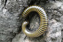 Duisendpote - Bladsye [1] - Wêreld ensiklopediese kennis