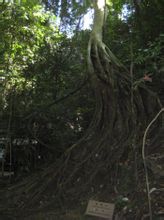 Wortel - Bladsye [1] - Wêreld ensiklopediese kennis