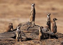 Woestyn klimaat - Bladsye [1] - Wêreld ensiklopediese kennis