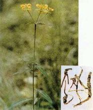 E. pekinensis - Bladsye [1] - Wêreld ensiklopediese kennis