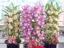 Orgideë - Bladsye [1] - Wêreld ensiklopediese kennis