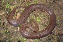 Chinese Water Snake - Bladsye [1] - Wêreld ensiklopediese kennis