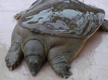 Skilpad - Bladsye [1] - Wêreld ensiklopediese kennis