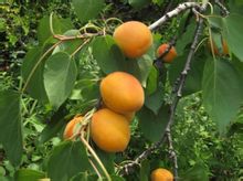 Appelkoos - Bladsye [3] - Wêreld ensiklopediese kennis