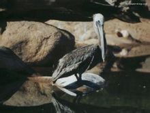 Visvanger - Bladsye [1] - Wêreld ensiklopediese kennis