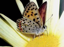 Bestuiwing - Bladsye [1] - Wêreld ensiklopediese kennis