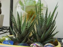 Ekologiese voetspoor - Bladsye [1] - Wêreld ensiklopediese kennis