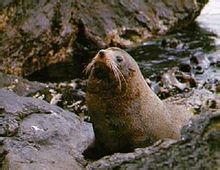 Noordelike see leeu - Bladsye [2] - Wêreld ensiklopediese kennis