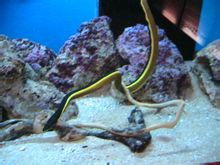 See slang - Bladsye [2] - Wêreld ensiklopediese kennis