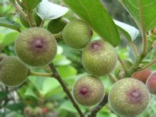 Vyeboom - Bladsye [2] - Wêreld ensiklopediese kennis