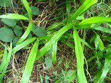 Groot plante blaar olie - Bladsye [1] - Wêreld ensiklopediese kennis