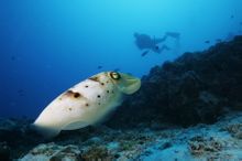 Reuse inkvis - Bladsye [1] - Wêreld ensiklopediese kennis