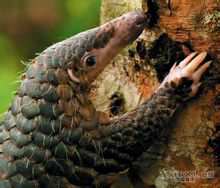 Ietermago - Bladsye [1] - Wêreld ensiklopediese kennis