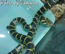 Chongyi klas - Search Results - Bladsye [10] - Wêreld ensiklopediese kennis