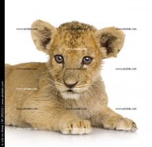 Karnivore - Bladsye [1] - Wêreld ensiklopediese kennis