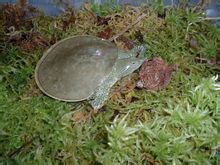 Skilpad - Bladsye [5] - Wêreld ensiklopediese kennis