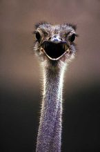 Volstruis - Bladsye [2] - Wêreld ensiklopediese kennis