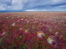 Toendra - Bladsye [2] - Wêreld ensiklopediese kennis