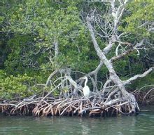 Vleilande - Bladsye [3] - Wêreld ensiklopediese kennis