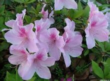 Lente seemeeu - Bladsye [3] - Wêreld ensiklopediese kennis