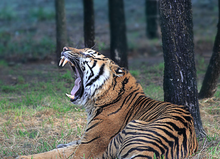 Karnivore - Bladsye [1] - Wêreld ensiklopediese kennis