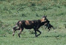 Wildehonde - Bladsye [1] - Wêreld ensiklopediese kennis