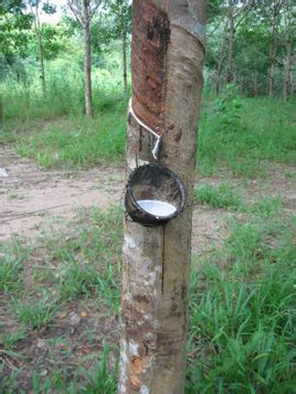 Tropiese gewasse - Bladsye [1] - Wêreld ensiklopediese kennis