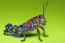 Sprinkaan - Bladsye [2] - Wêreld ensiklopediese kennis