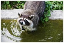 Omnivore diere - Bladsye [2] - Wêreld ensiklopediese kennis