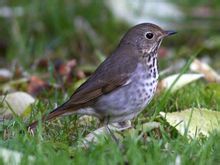 Sproei - Bladsye [1] - Wêreld ensiklopediese kennis