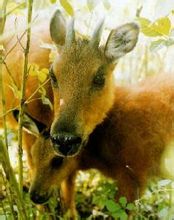Red Goral - Bladsye [1] - Wêreld ensiklopediese kennis