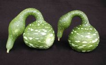 Pampoen - Bladsye [1] - Wêreld ensiklopediese kennis