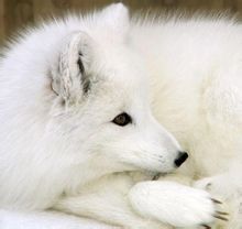 Arktiese jakkals - Bladsye [2] - Wêreld ensiklopediese kennis