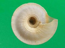 Pap wiel stoet - Bladsye [1] - Wêreld ensiklopediese kennis