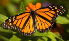 Swart are monarg skoenlapper - Bladsye [1] - Wêreld ensiklopediese kennis