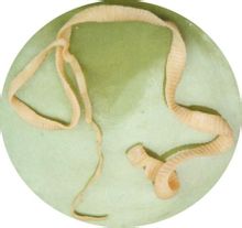 Lintwurm - Bladsye [1] - Wêreld ensiklopediese kennis