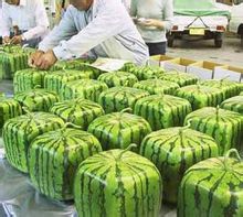 Waatlemoen - Bladsye [1] - Wêreld ensiklopediese kennis