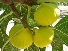 Vyeboom - Bladsye [2] - Wêreld ensiklopediese kennis