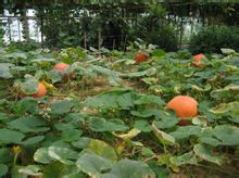 Pampoen - Bladsye [1] - Wêreld ensiklopediese kennis