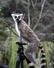 Diere - Bladsye [1] - Wêreld ensiklopediese kennis