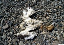 Globale omgewingsprobleme - Bladsye [1] - Wêreld ensiklopediese kennis