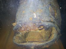 Selakant - Bladsye [1] - Wêreld ensiklopediese kennis