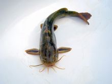 Baber - Bladsye [2] - Wêreld ensiklopediese kennis