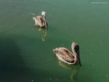 Visvanger - Bladsye [1] - Wêreld ensiklopediese kennis