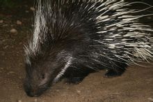 Ystervark - Bladsye [2] - Wêreld ensiklopediese kennis