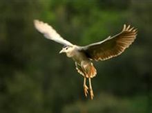 Visvanger - Bladsye [1] - Wêreld ensiklopediese kennis